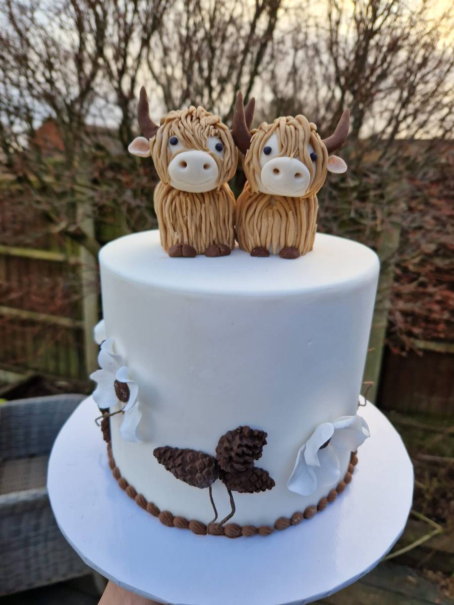 Highland cow/bull sponge cake – Yorkshire Cakes